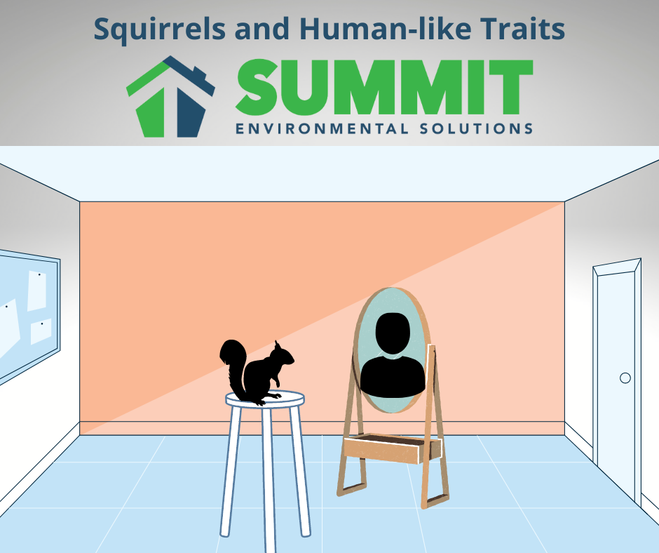 Squirrels And Human-Like Traits - Summit Wildlife Removal