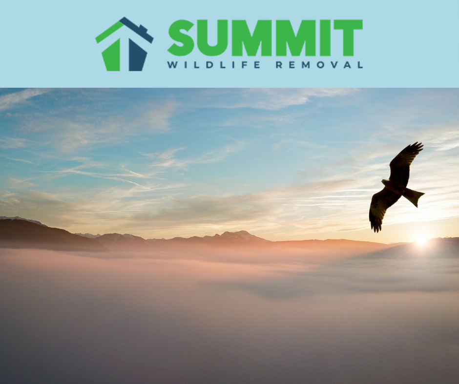How Do Birds Fly? - Summit Wildlife Removal