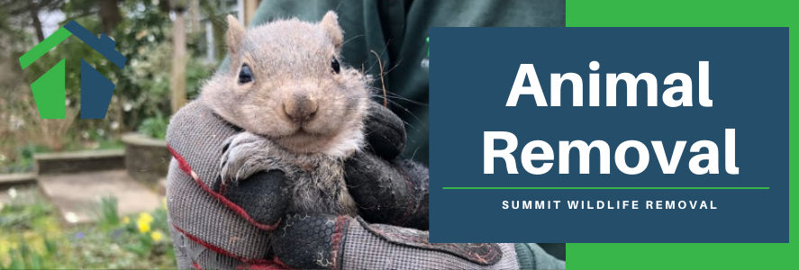 Animal Removal - Summit Wildlife Removal