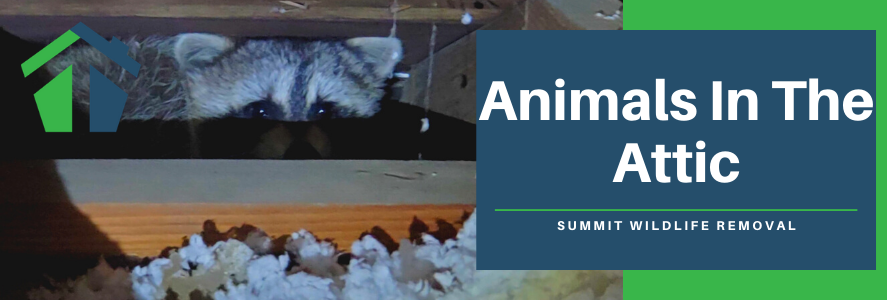 Animals In Attic - Summit Wildlife Removal