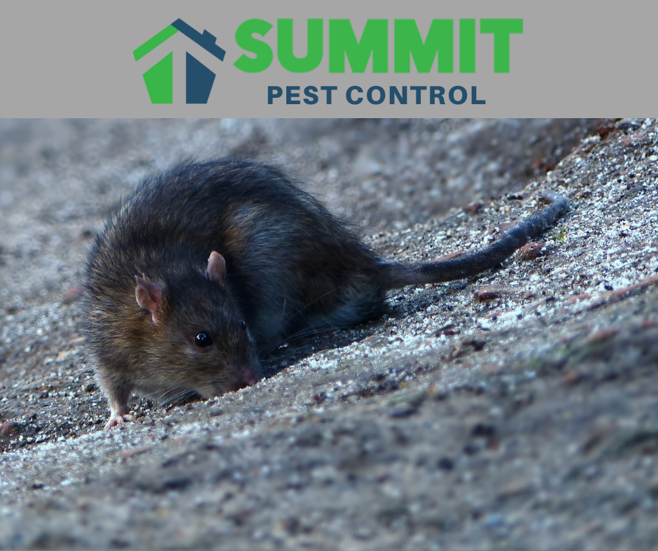 The Bubonic Plague - Summit Wildlife Removal