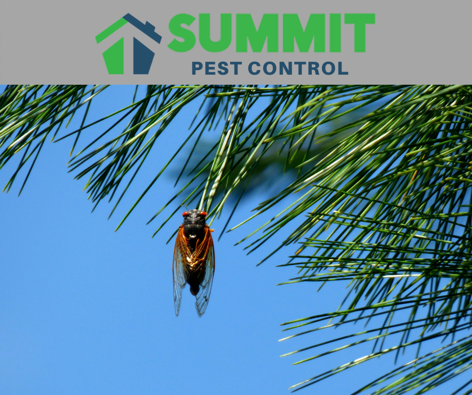 Brood X: The Cicada Awakening - Summit Wildlife Removal