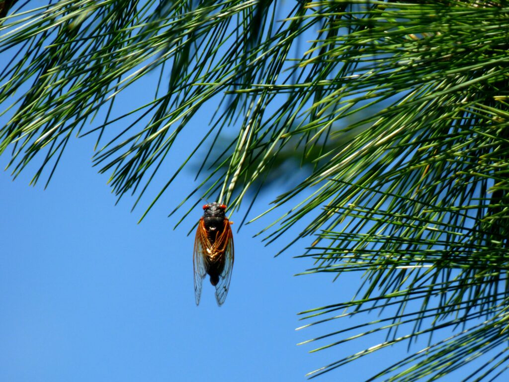 Cicada Killer Wasps - Summit Wildlife Removal