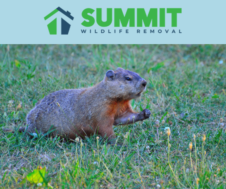 Groundhogs In Northern Virginia - Summit Wildlife Removal