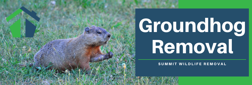 Groundhogs - Summit Wildlife Removal