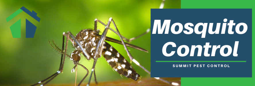 Mosquitoes - Summit Wildlife Removal