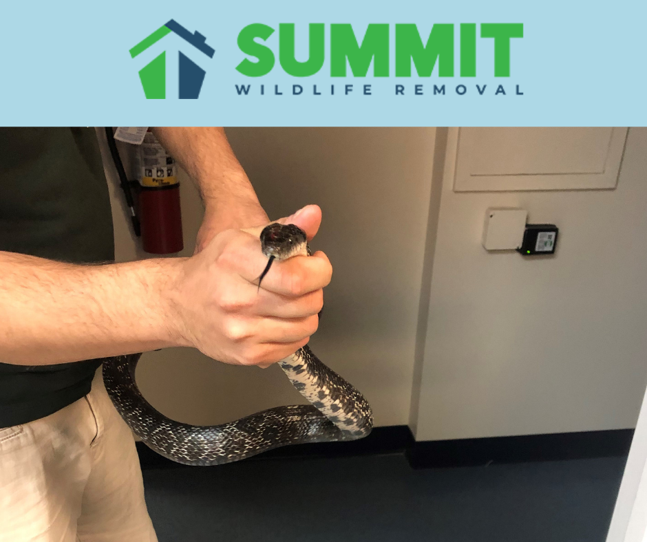 What Is Wildlife Removal And Why Is It Essential? - Summit Wildlife Removal