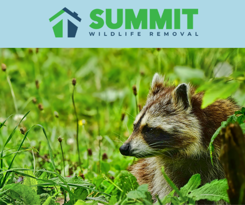 Why Are There Nuisance Wild Animals On My Property? - Summit Wildlife ...