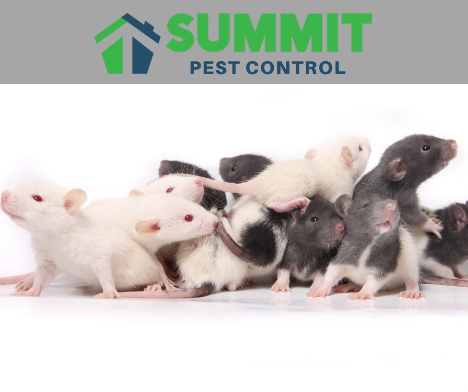 Rat Birth Control - Summit Wildlife Removal