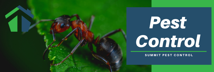 Pest Control Exterminator in Arlington VA - Summit Pest