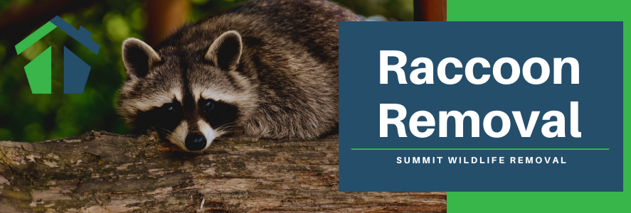 Best Raccoon Removal in Fairfax, VA | Summit Wildlife