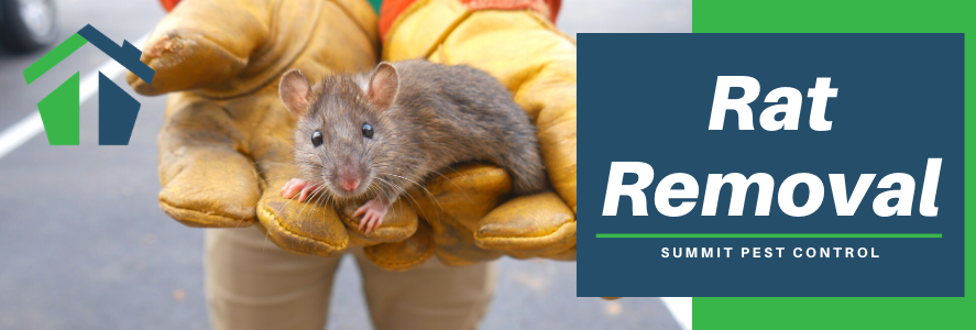 Rats - Summit Wildlife Removal
