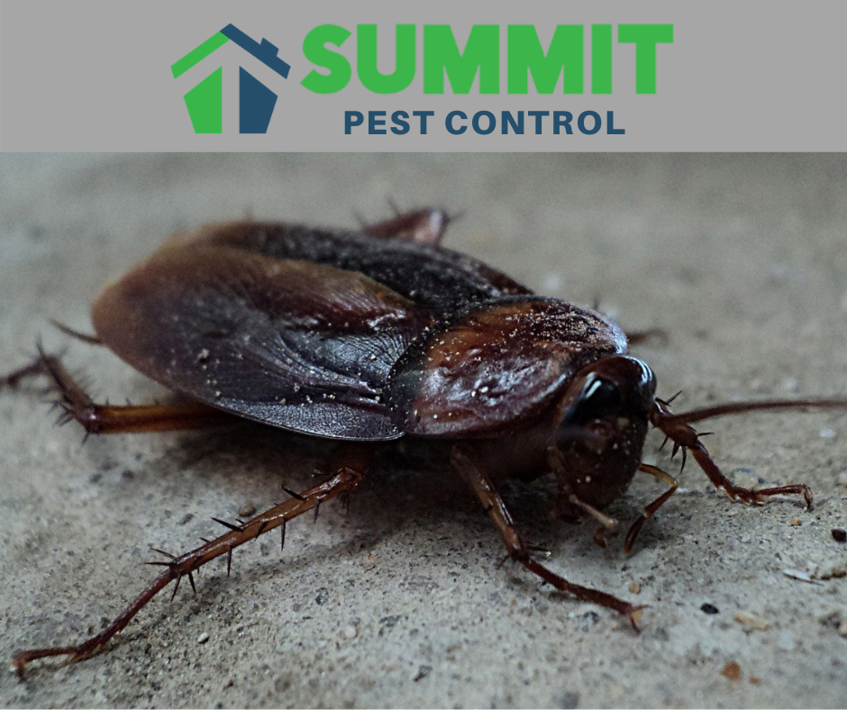 How To Keep Your Home Roach Free - Summit Wildlife Removal