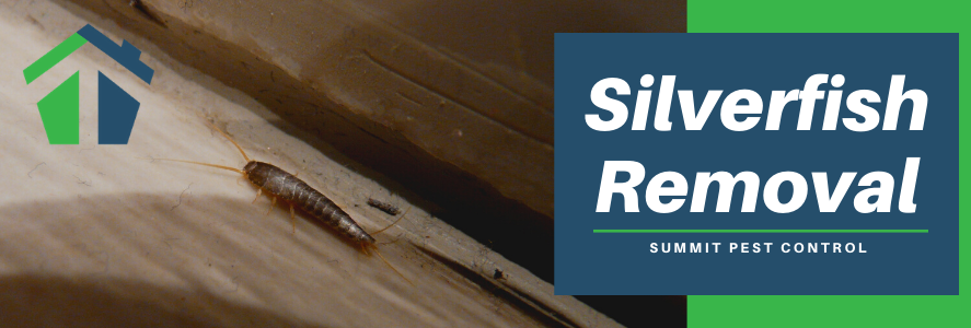 Silverfish - Summit Wildlife Removal
