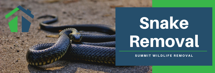 Snakes - Summit Wildlife Removal