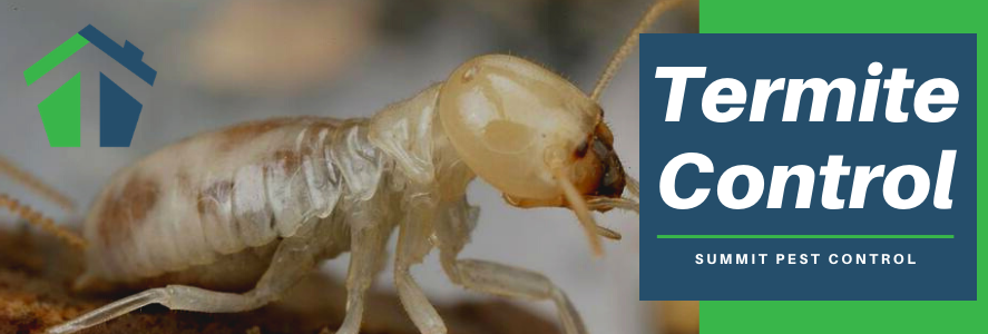 Termite Control & Treatment - Termite Pest Control - Fredericksburg ...