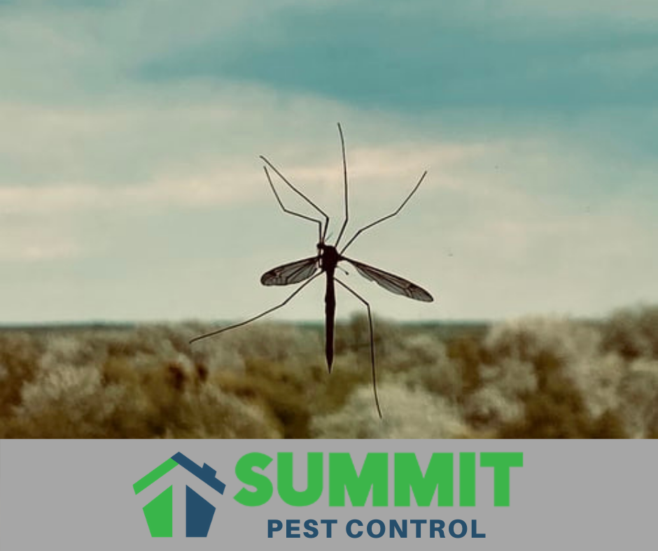 Genetically Modified Insects - Summit Wildlife Removal