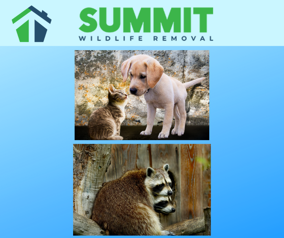 Animal Control Vs. Wildlife Removal Services - Summit Wildlife Removal