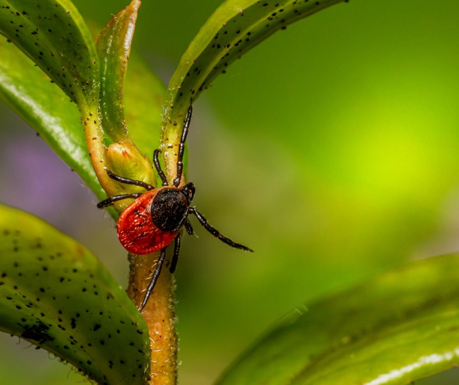 Lyme Disease Awareness Month - Summit Wildlife Removal
