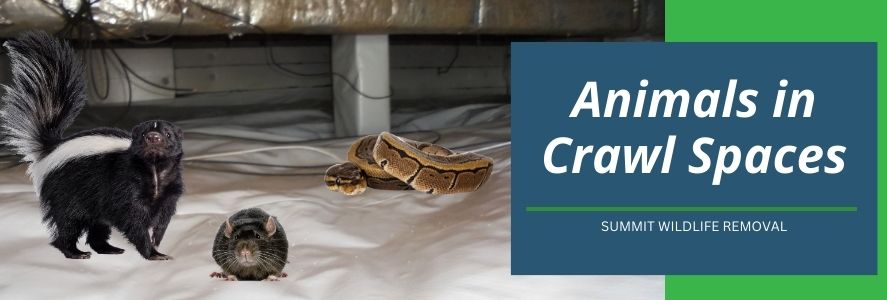 Animal in Crawl Space Removal - Northern Virginia