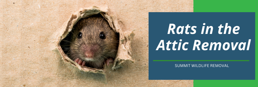 Rats in the Attic Removal in Alexandria, Arlington, Fairfax and ...