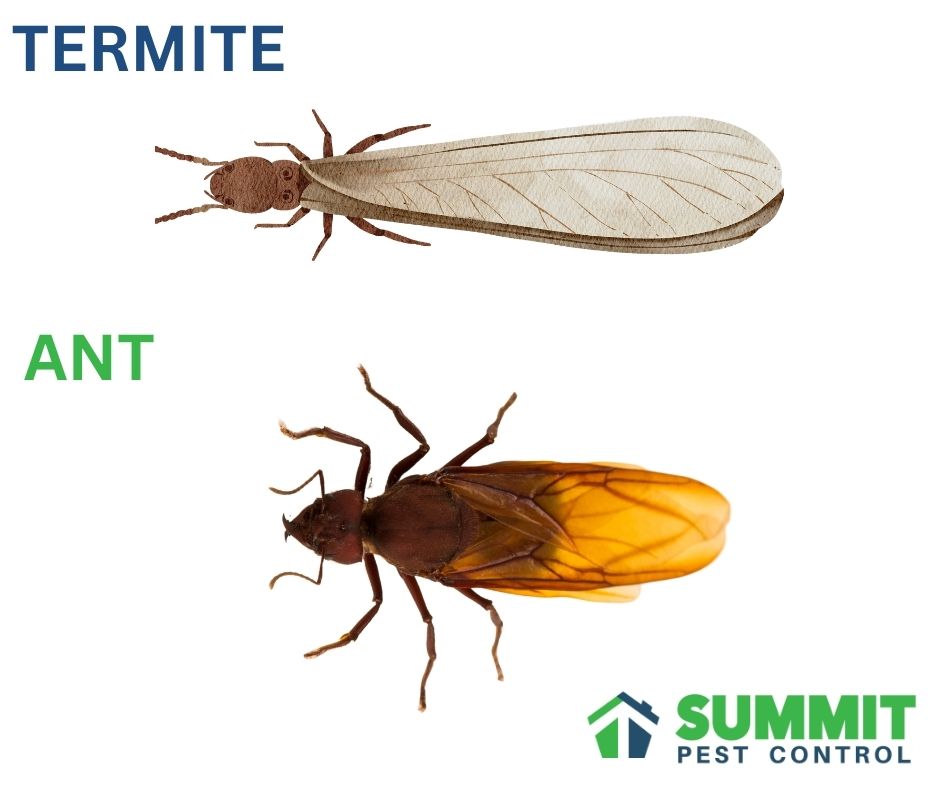 Flying Ants vs. Termite Swarmers - Summit Wildlife Removal